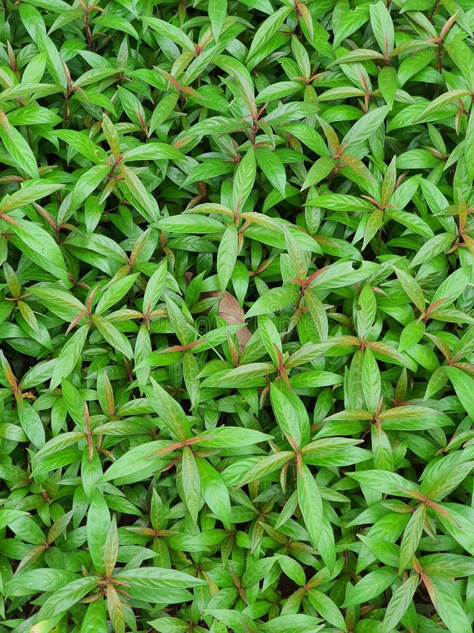 Green Plants Life in the Park Stock Image - Image of fresh, green ...