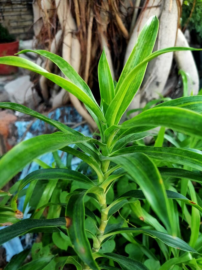 Green Plants Looks a Perfect Plant Stock Image - Image of looks ...