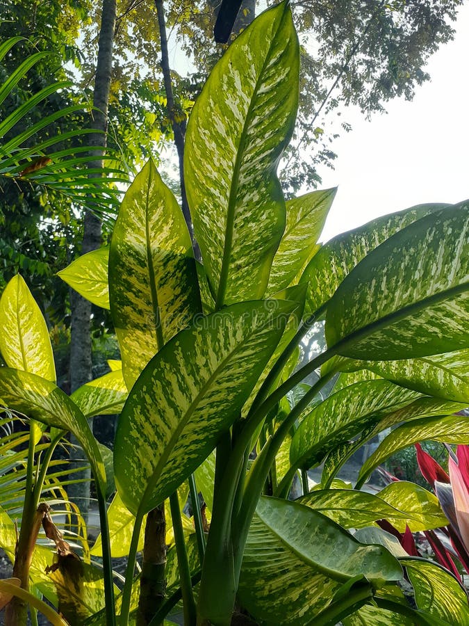 Green Plants in the Morning Stock Photo - Image of morning, plants ...