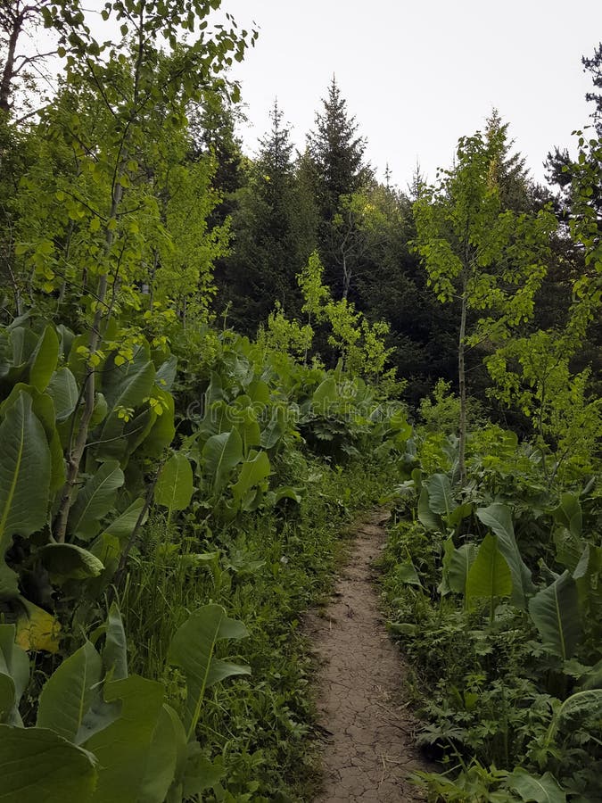 Green Plants in a Mountain Forest. Stock Photo - Image of green, trees ...