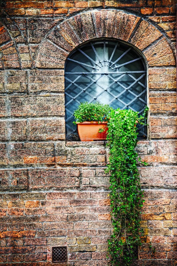 Green Plants in an Old Window Stock Photo - Image of europe, plant ...