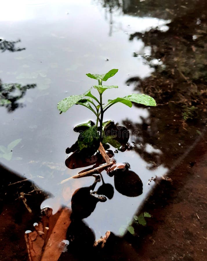 Green Puddles on a Spring Morning in the Village Stock Image - Image of ...