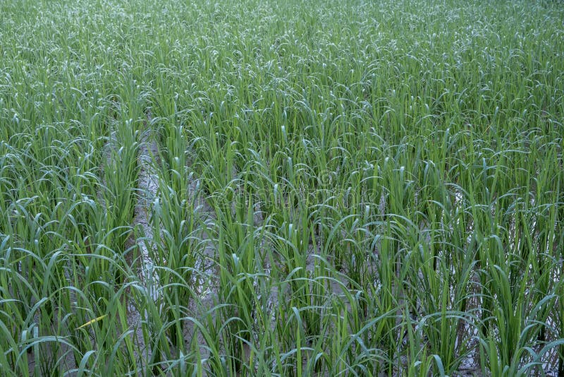 Green Plants in Paddy Fields Stock Photo - Image of healthy, grass ...