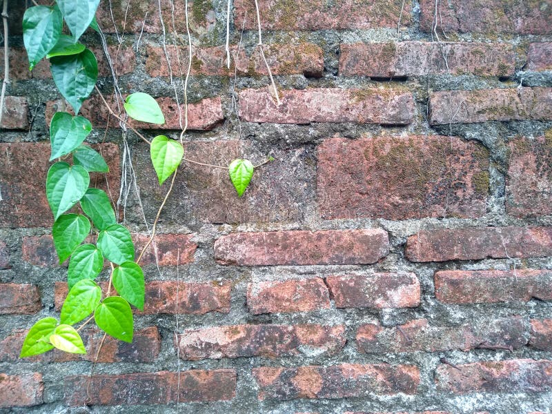 Green Betel Leaf Propagate on the Wall Stock Photo - Image of asian ...