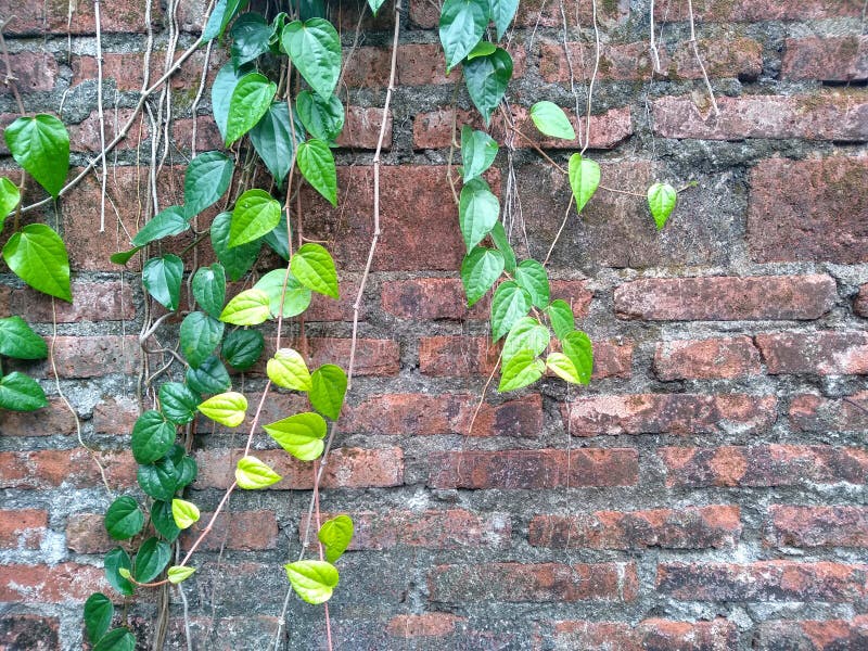 Green Betel Leaf Propagate on the Wall Stock Image - Image of shaped ...