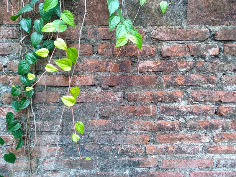 Green Betel Leaf Propagate on the Wall Stock Image - Image of eating ...