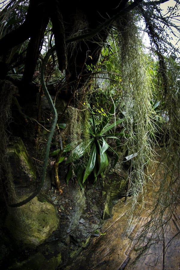 Green Plants in the Rainforest Stock Photo - Image of lush, rainforest ...