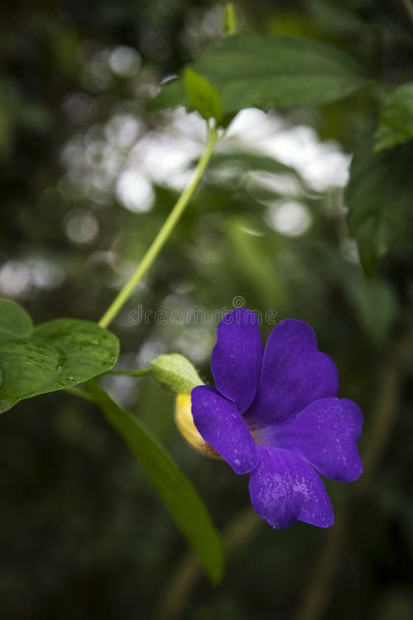 Green Plants in the Rainforest Stock Image - Image of nature, foliage ...