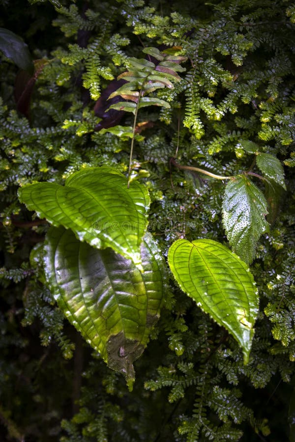 Green Plants in the Rainforest Stock Photo - Image of flower, detail ...