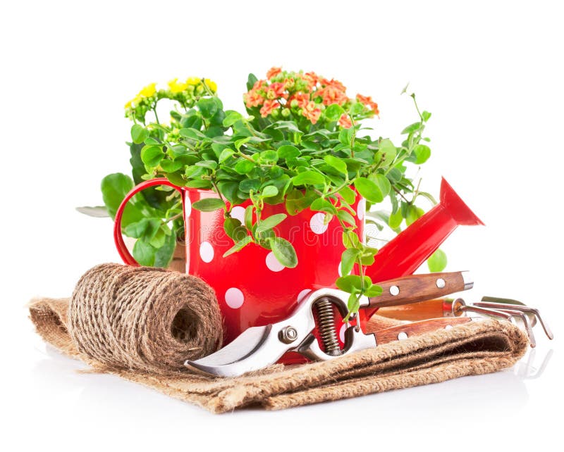 Green Plants In Red Watering Can With Garden Tool Stock Photo - Image ...