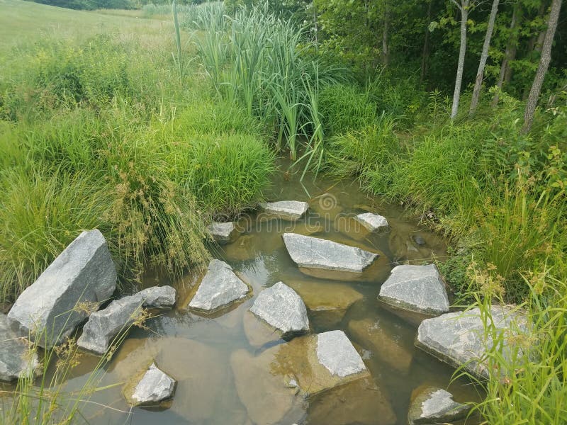 Green Plants in River or Creek Water with Rocks Stock Photo - Image of ...