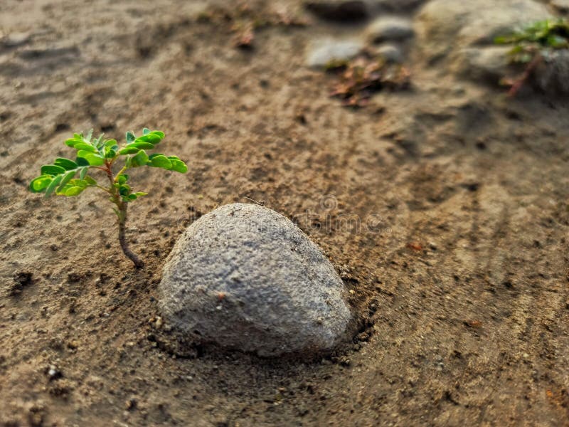 Green Plants and Rocks Side by Side on the Ground. Stock Image - Image ...