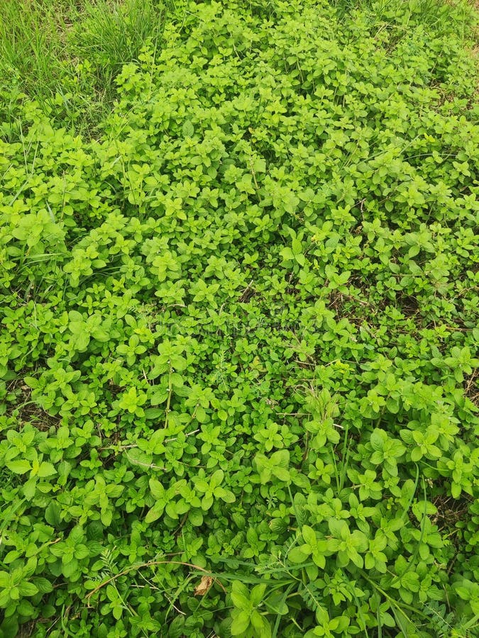 Green Plants, Green Scenery, Beautiful, Green Color Stock Image - Image ...