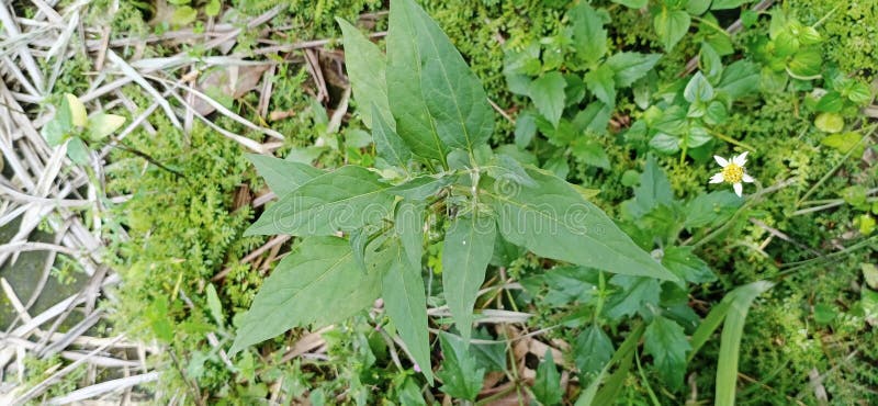 Green Plants in a Small Abstract Garden Stock Photo - Image of small ...