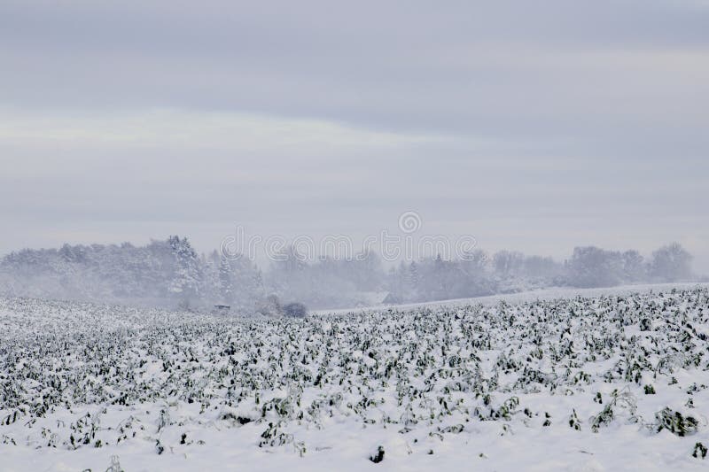 Green Plants in the Snow in December Stock Photo - Image of outdoor ...