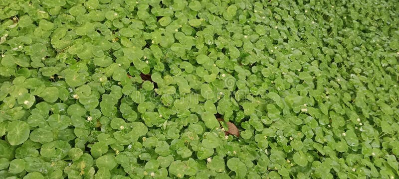 Green Plants Spread Out in a Garden Stock Photo - Image of grass, pond ...