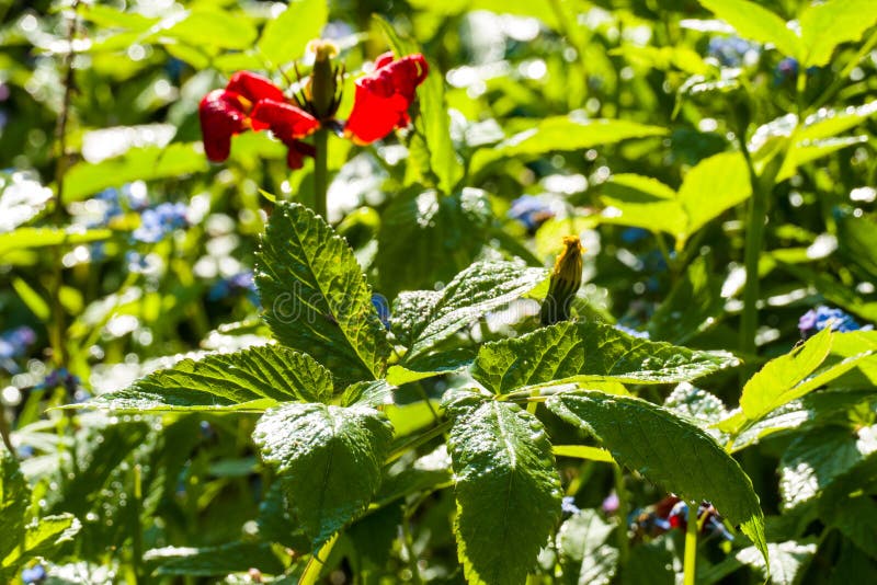 Green Plants in Spring after Rain in Clear Weather Stock Photo - Image ...