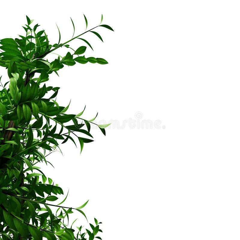 Green Plants, Springs, Leaf on Transparent, Plants Elements Stock Photo ...
