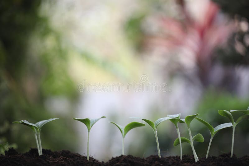 Green Plants Sprout Line Up Stock Photo - Image of plant, botany: 250080258