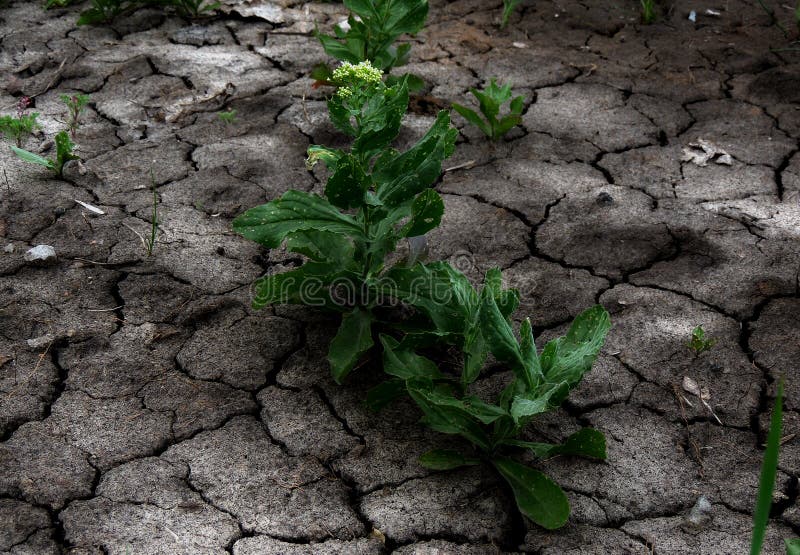 Parched Land with Green Crop Texture Background Stock Image - Image of ...