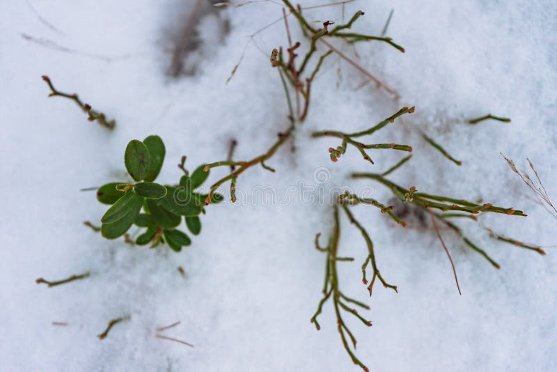 Green Plants Sticking Out from Under the Snow Flat Lay Stock Photo ...