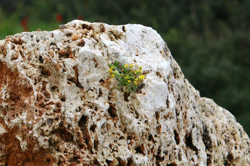 Green Plants on Stones and Rocks Stock Photo - Image of spring, flora ...