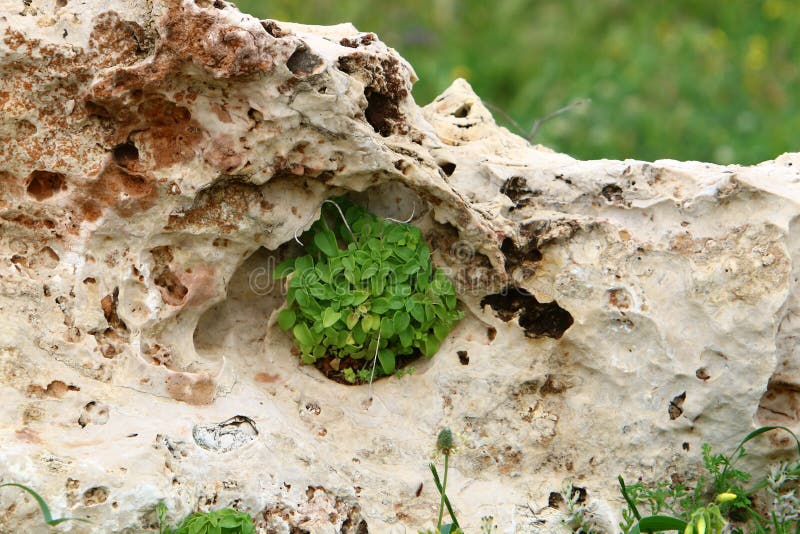 Green Plants on Stones and Rocks Stock Photo - Image of mountains, grow ...