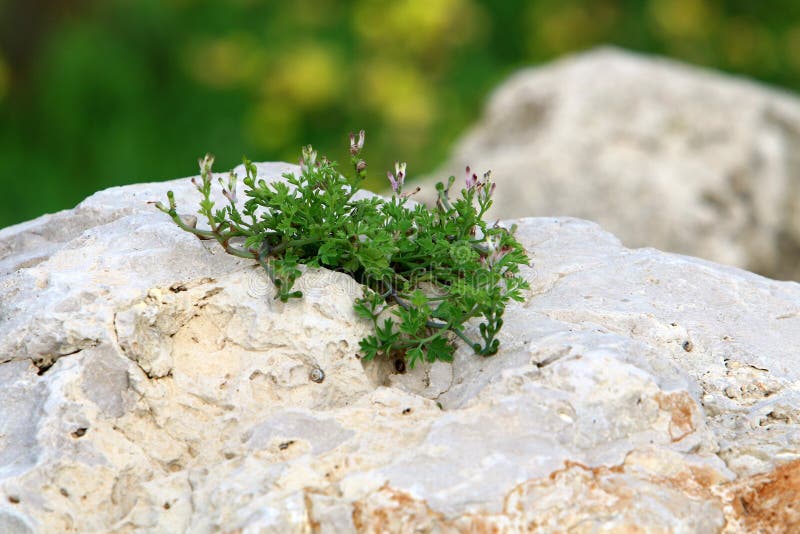 Green Plants on Stones and Rocks Stock Image - Image of rocks, april ...