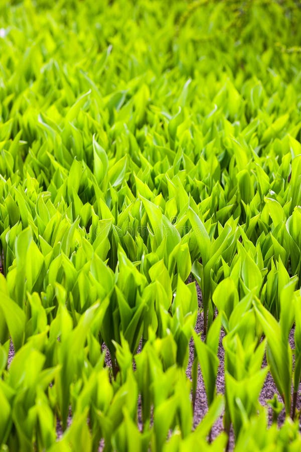 Green Plants Stretch To the Sun Stock Image - Image of rough, field ...