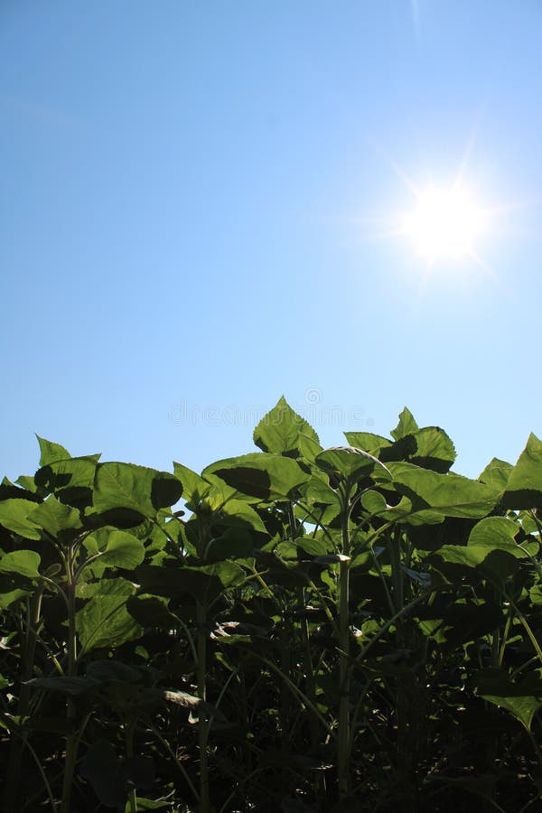Green plants and the Sun stock photo. Image of plant - 166902456