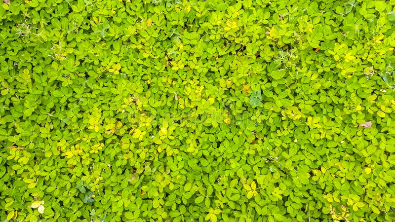 Green Plants Texture Background Stock Photo - Image of tropical ...