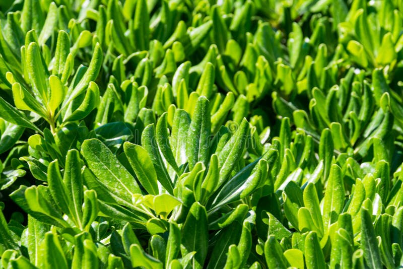 Green Plants with Thin Leafs Wall Texture Pattern Stock Photo - Image ...