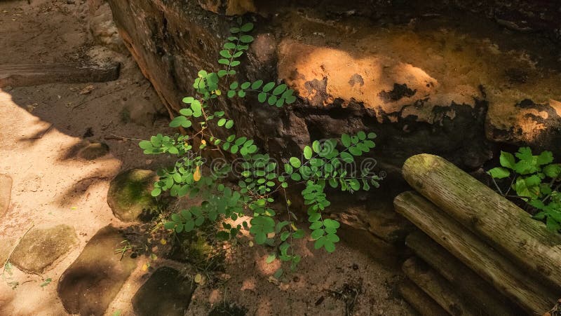 Green Plants Thrive between Rocks and Wooden Beams in a Forest Setting ...