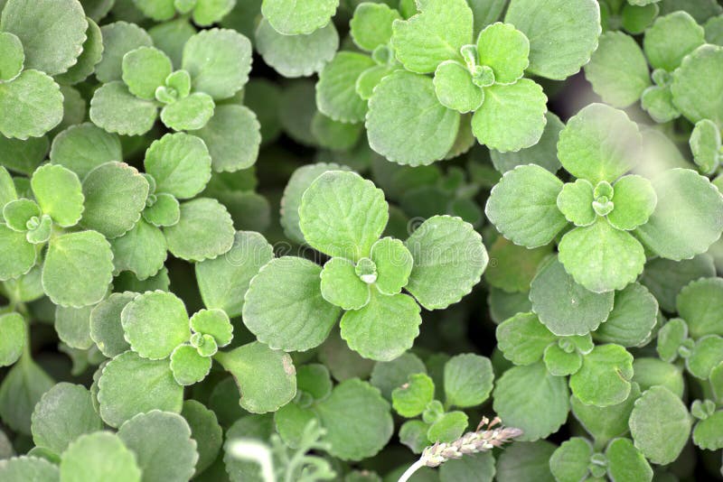 Green Plants Touch Fragrance in Spring Stock Photo - Image of green ...