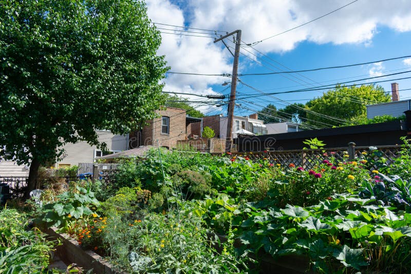 Green Plants at a Community Garden in Logan Square Chicago Stock Image ...
