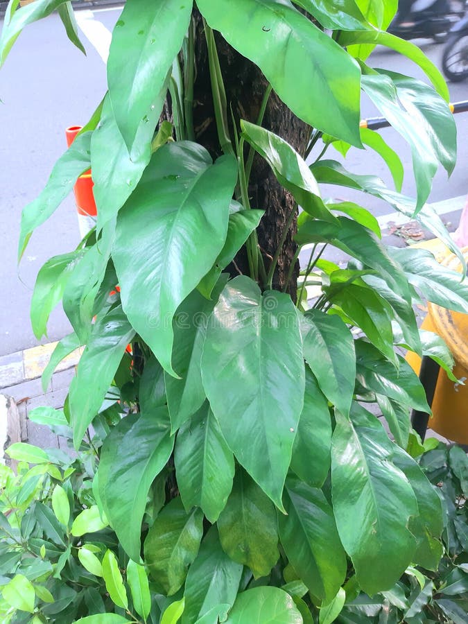 Green Plants on Tree Trunks, Growing in Vines. Stock Photo - Image of ...