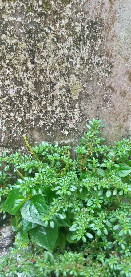 Green Plants, a Type of Moss that Grows on Walls or Other Damp Plants ...