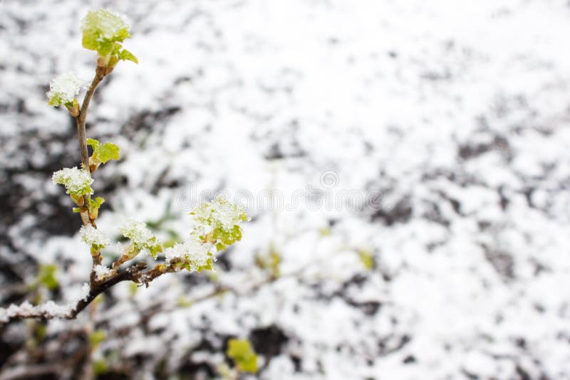 Green Plants Under the Snow. Stock Photo - Image of nature, freeze ...