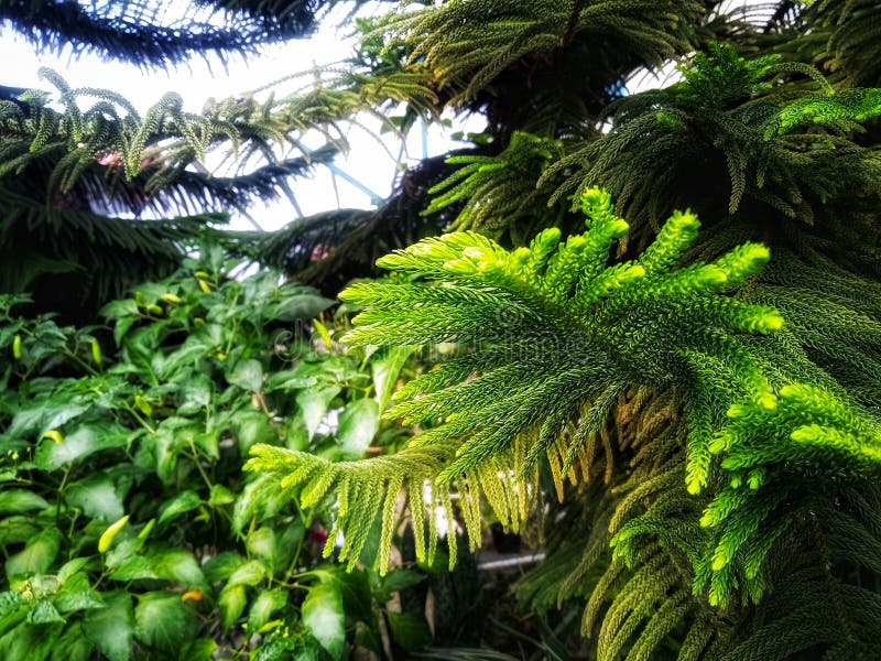 Green Plants are Very Beautiful Stock Photo - Image of garden, woodland ...