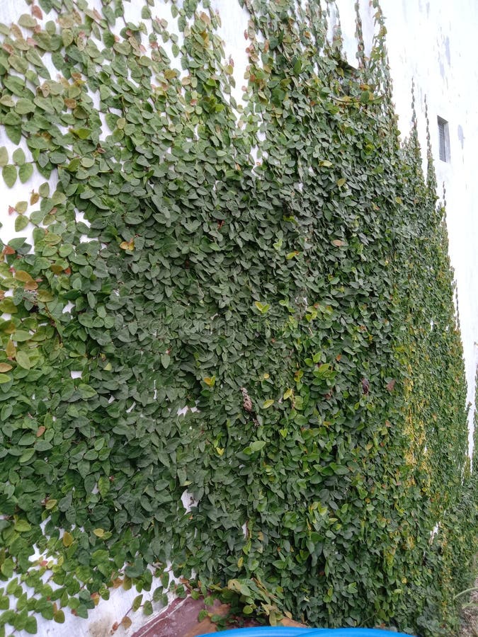 Green Plants Vines on the Wall of the House Stock Photo - Image of ...