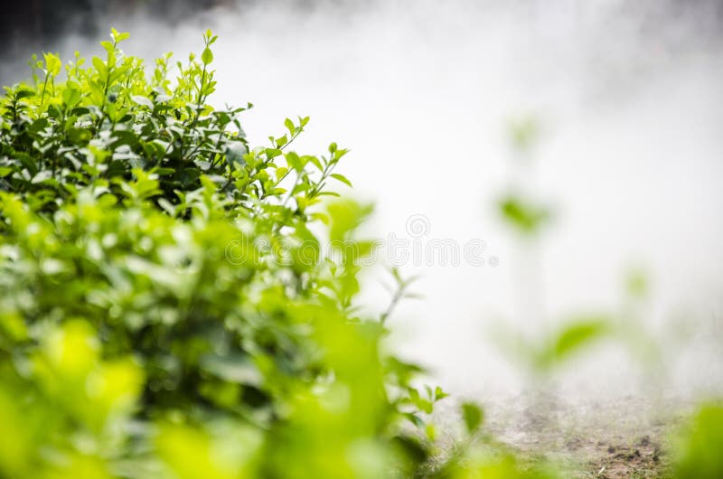 Plant and fog stock image. Image of tree, plant, arbuscle - 124828467