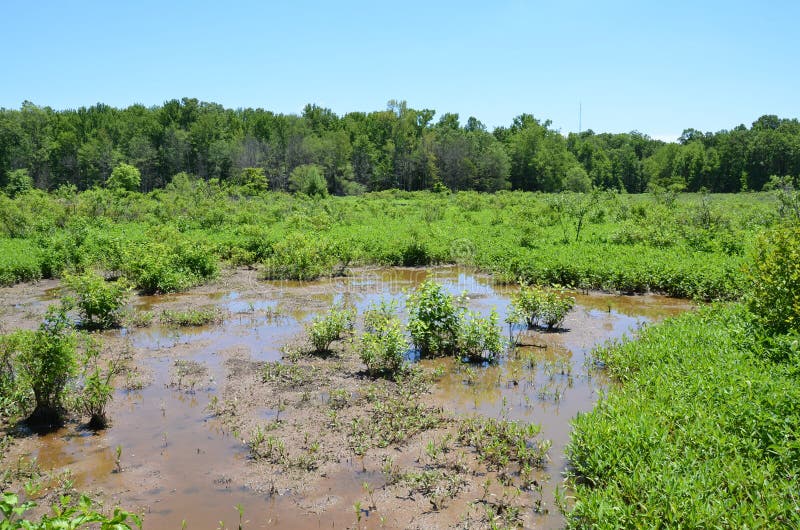 Green Plants in Water with Mud in Wetland Stock Photo - Image of lake ...