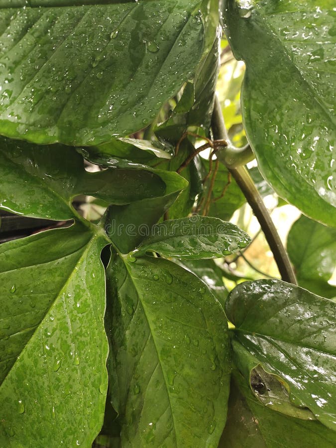 Green Plants Which is Soothing Stock Image - Image of greenery, garden ...