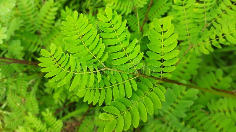 Full Frame of Wild Plants in the Rice Fields 3. Stock Photo - Image of ...