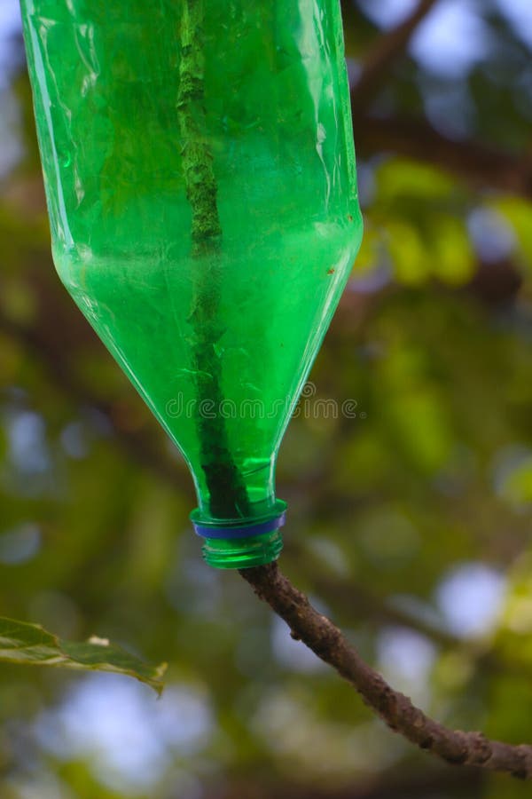 Green Plastic Bottle on a Tree in a Pine Forest. Ecology, Environmental ...