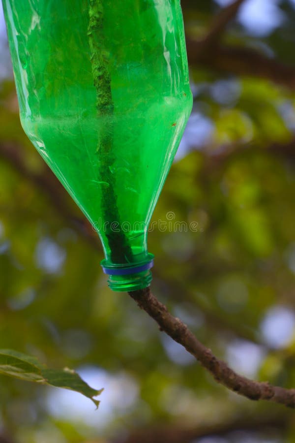 Green Plastic Bottle on a Tree in a Pine Forest. Ecology, Environmental ...