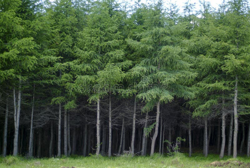 Green Plateau Meadow and Beautiful Forest on the Hillside Beautiful ...