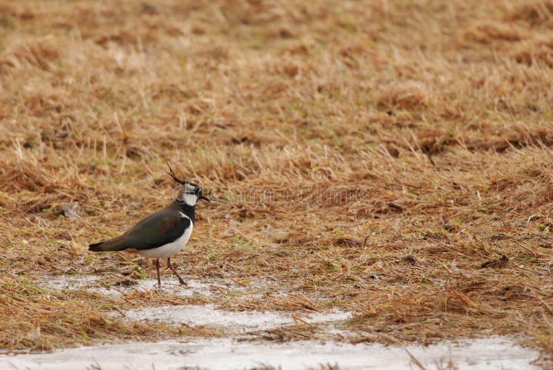 Green Plover stock photo. Image of pasture, green, wild - 64295660