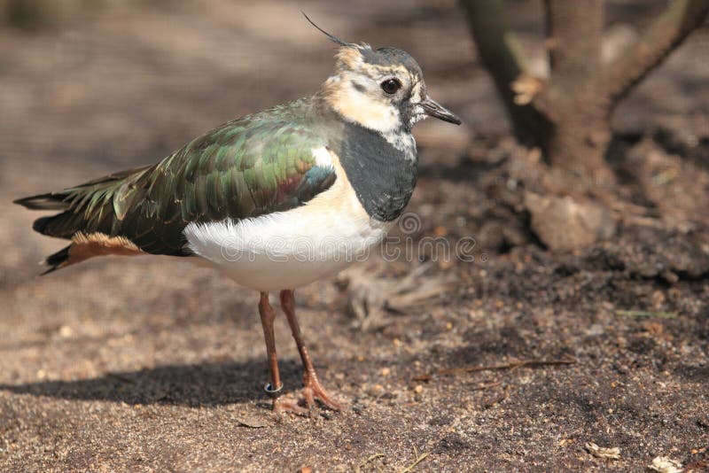 Green plover stock image. Image of animal, bird, vanellus - 30492717