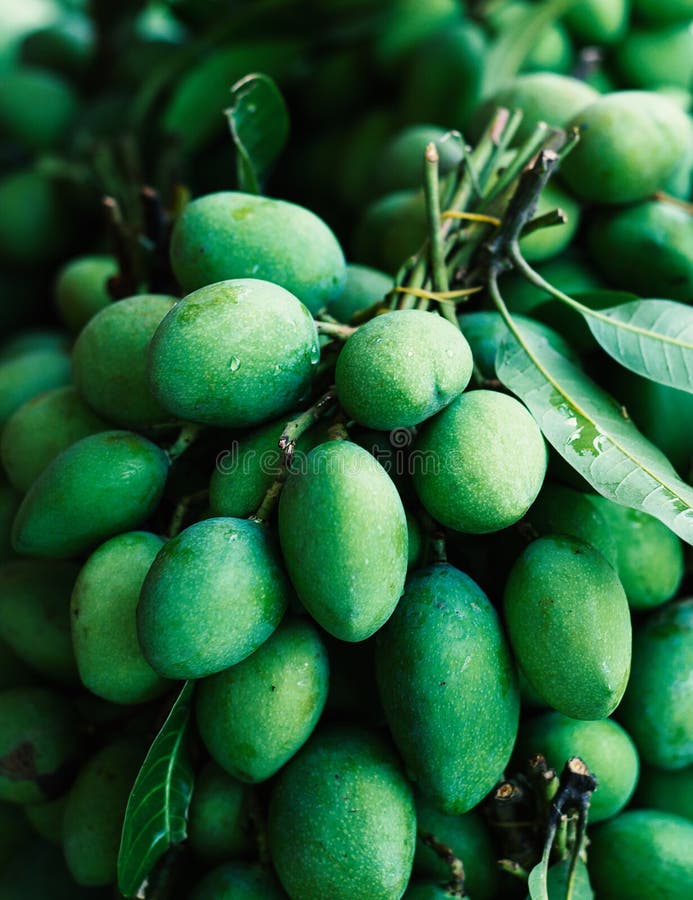 Green Plum Mango Fruit at Market Stock Photo - Image of fresh ...